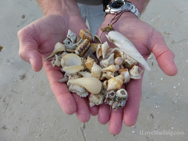 Sanibel Sunrise to Sunset | I Love Shelling