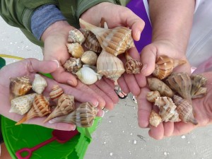 Seashells Rock Southwest Florida | I Love Shelling