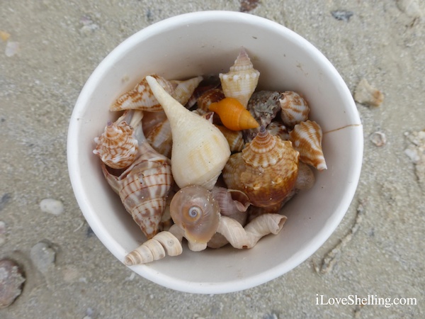 Treasures of Beachcombing on Fort Myers Beach | I Love Shelling