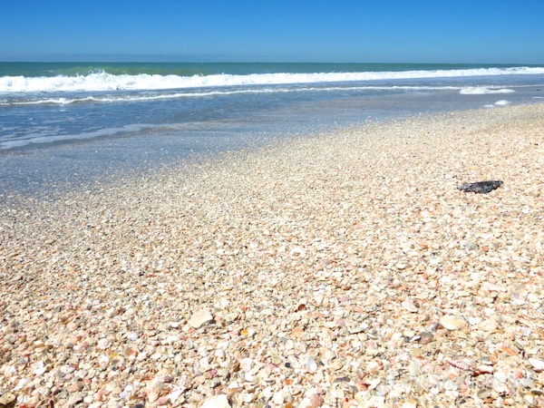 Smell The Salt In The Sanibel Captiva Air | I Love Shelling