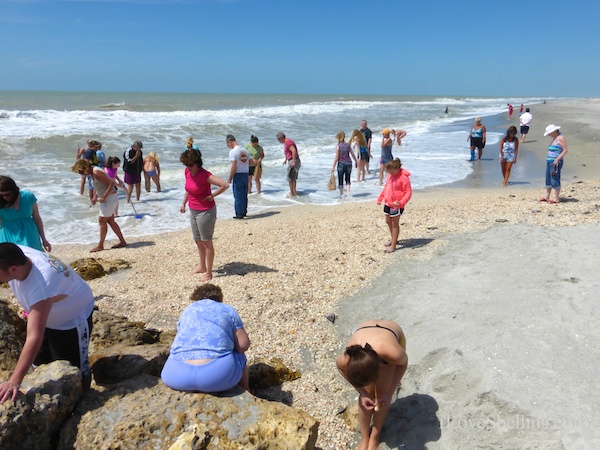 Seashells Rock Southwest Florida | I Love Shelling