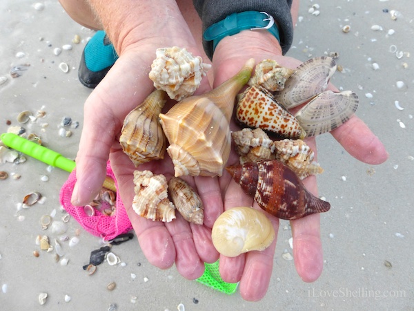 Seashells Rock Southwest Florida | i Love Shelling