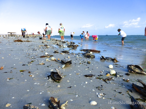 Seashells And Beach Bling Arrive Shell Festival Week | I Love Shelling