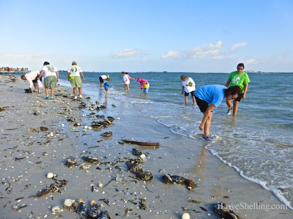 Seashells And Beach Bling Arrive Shell Festival Week | I Love Shelling