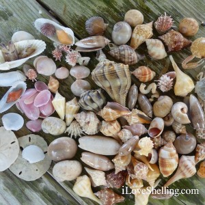 Treasures of Beachcombing on Fort Myers Beach | I Love Shelling