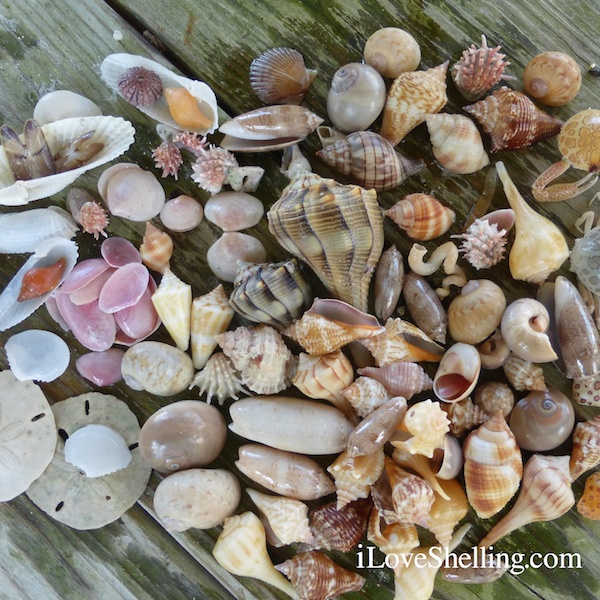 Treasures of Beachcombing on Fort Myers Beach | I Love Shelling