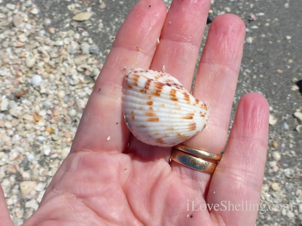 Smell The Salt In The Sanibel Captiva Air | I Love Shelling