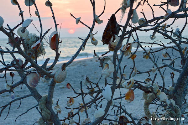 sunset through a shell tree | I Love Shelling