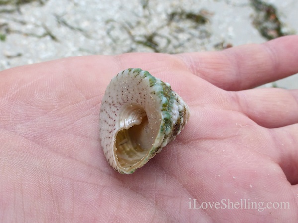 Smell The Salt In The Sanibel Captiva Air | I Love Shelling
