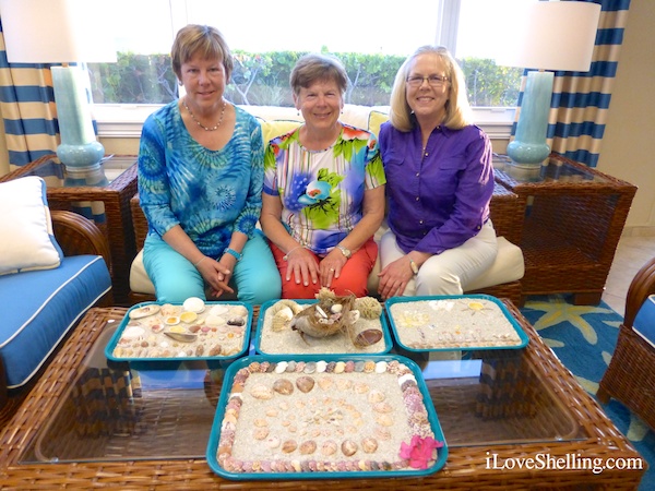 Shellabaloo Shellartist Gallery of Shell Collections | I Love Shelling