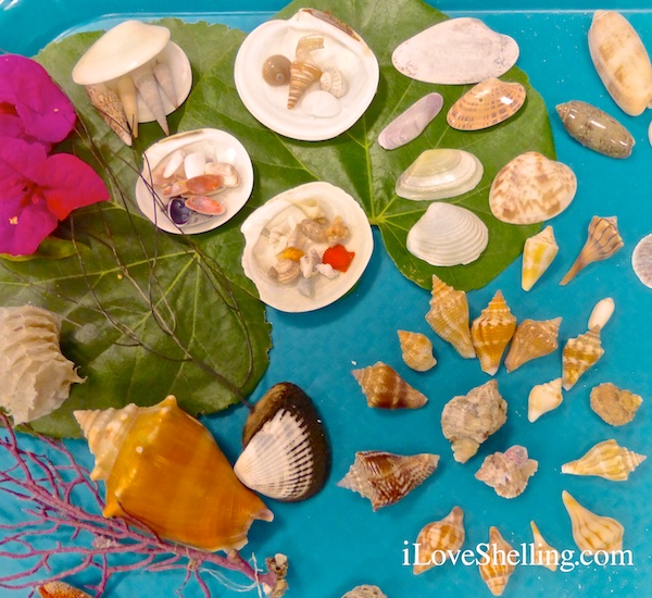 Shellabaloo Shellartist Gallery of Shell Collections | I Love Shelling