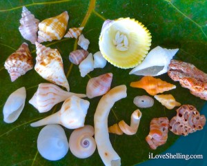 Shellabaloo Shellartist Gallery of Shell Collections | I Love Shelling