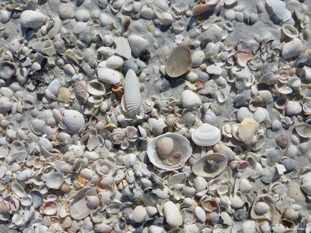 angel wing among broken shells angel wing among broken shells – I Love ...