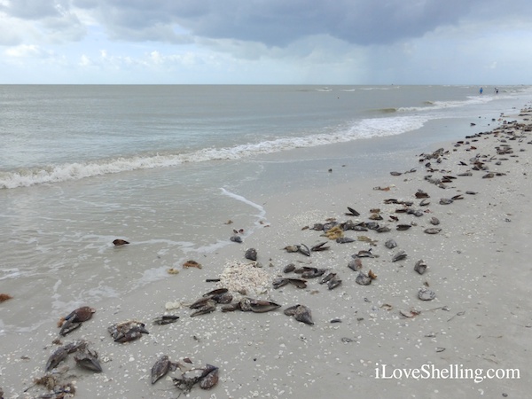 Massive Mound Of Seashells | I Love Shelling