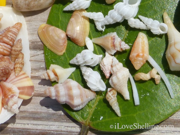 Minutes For Mini Shells | I Love Shelling