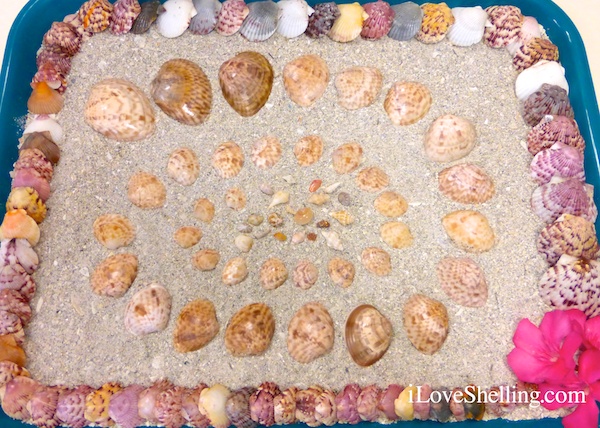 Shellabaloo Shellartist Gallery of Shell Collections | I Love Shelling