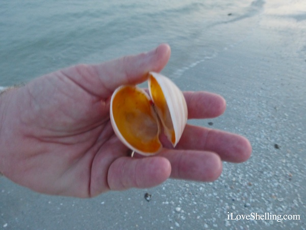 Shells At Sanibel Lighthouse Beach Last Night | I Love Shelling