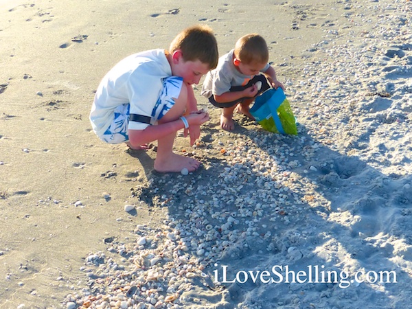 Evening Shelling Vacation On Captiva | I Love Shelling
