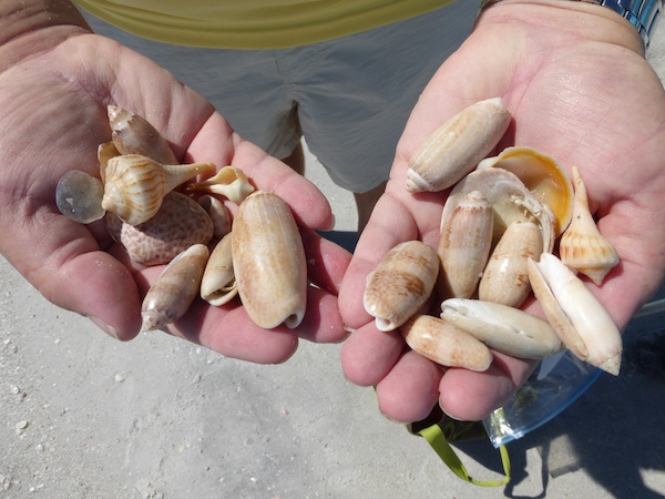 lettered olive shells on florida island lettered olive shells on ...