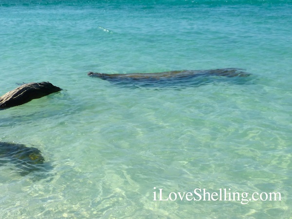 Shellabaloo Shelling Trip To Sanibel | I Love Shelling