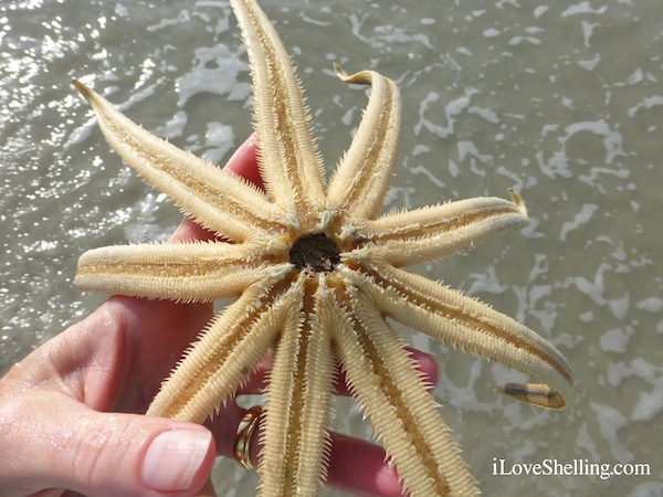 Millepede Starfish Eats Whole Potato | I Love Shelling