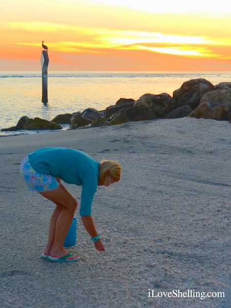 Evening Shelling Vacation On Captiva | I Love Shelling