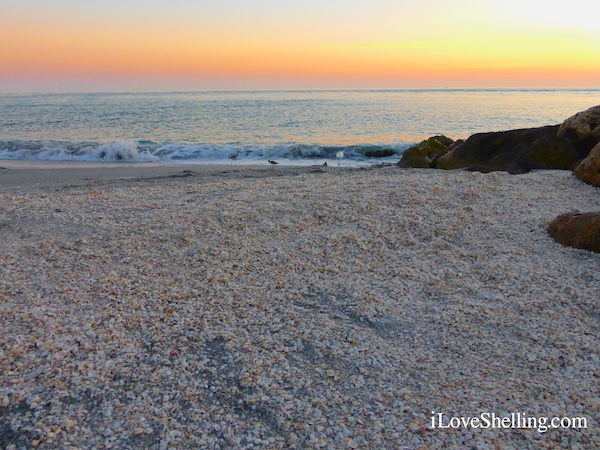 Evening Shelling Vacation On Captiva | I Love Shelling