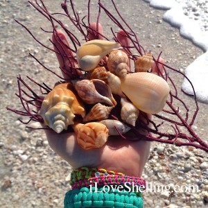 Massive Mound Of Seashells | I Love Shelling
