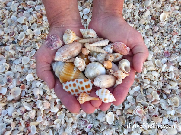 Evening Shelling Vacation On Captiva | I Love Shelling