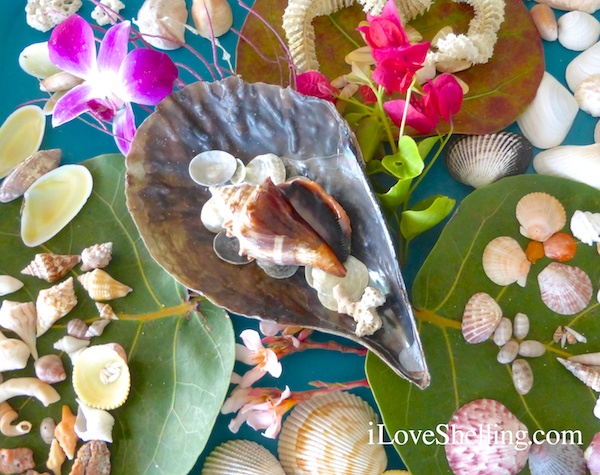 Shellabaloo Shellartist Gallery of Shell Collections | I Love Shelling