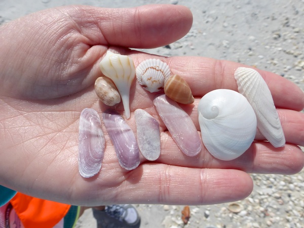 Beautiful Day On The Neighborhood Shelling Excursion | I Love Shelling