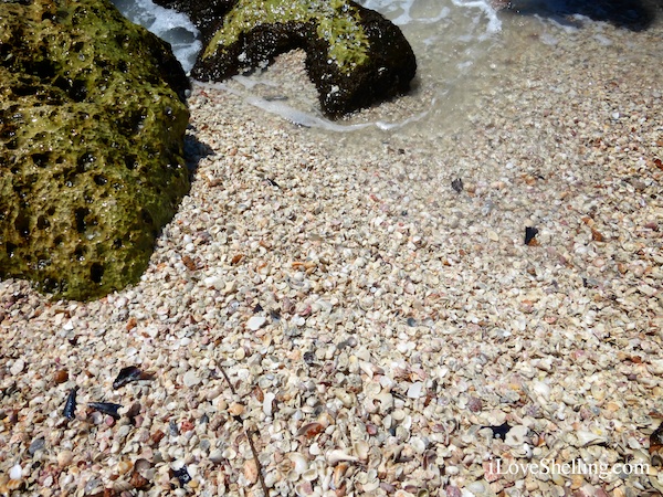 Massive Mound Of Seashells | I Love Shelling