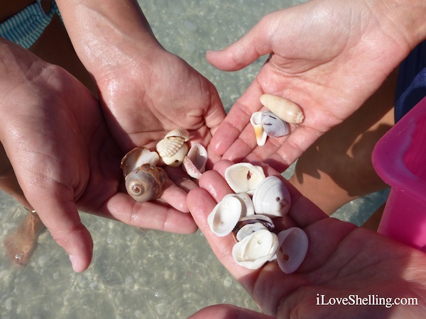 Shelling at Sanibel Farmers Market | I Love Shelling