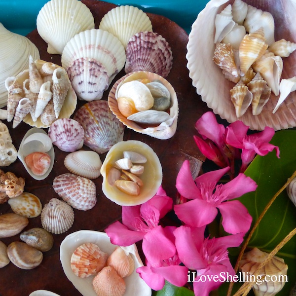 Shellabaloo Shellartist Gallery of Shell Collections | I Love Shelling