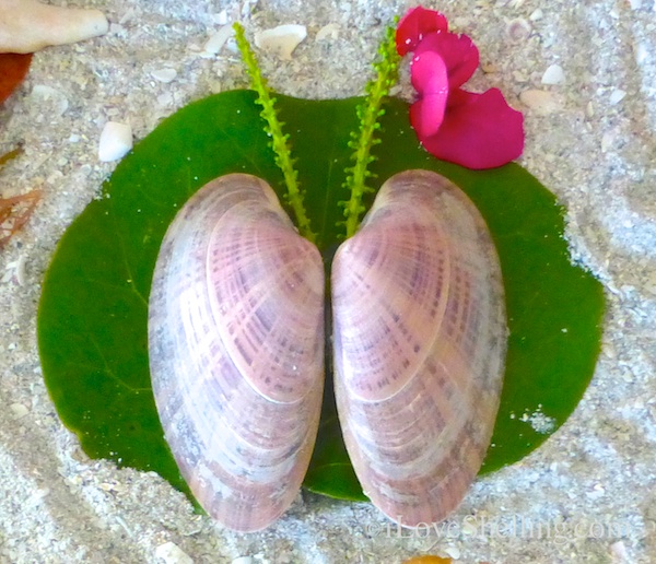 Shellabaloo Shellartist Gallery of Shell Collections | I Love Shelling