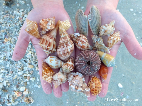 Shells At Sanibel Lighthouse Beach Last Night | I Love Shelling