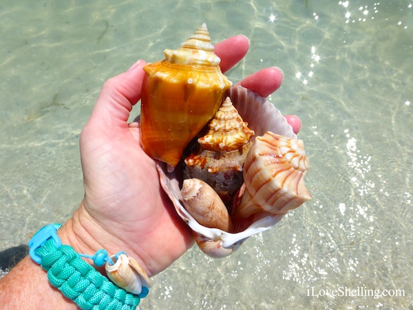 Shellabaloo Shelling Trip To Sanibel | I Love Shelling