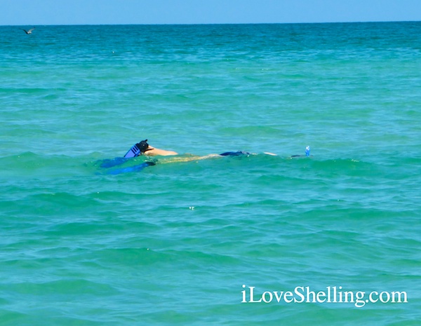 Shellabaloo Shelling Trip To Sanibel | I Love Shelling