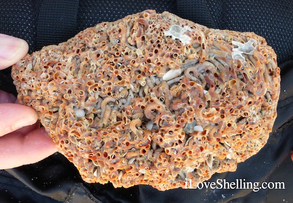 Shells At Sanibel Lighthouse Beach Last Night | I Love Shelling