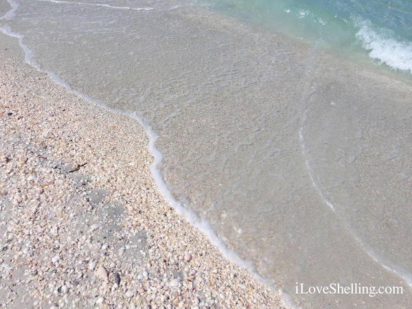 Seashells and Beach Erosion Update | I Love Shelling