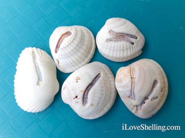 What Makes The Different Holes In Seashells? | I Love Shelling
