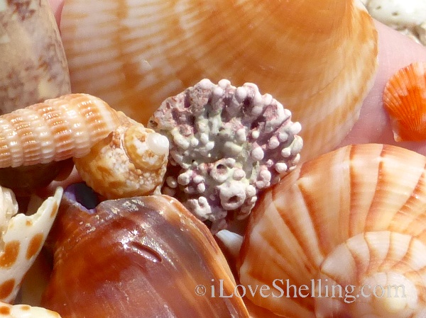 Bits and Pieces Of Unusual Shells | I Love Shelling