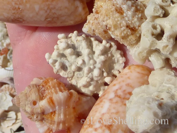 Bits and Pieces Of Unusual Shells | I Love Shelling