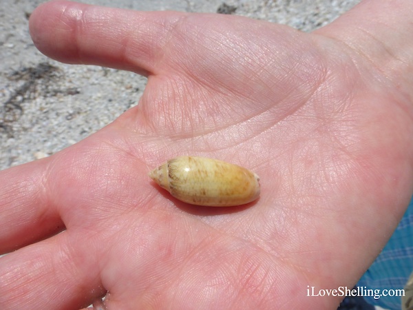 Boat O’ Shellowship | I Love Shelling