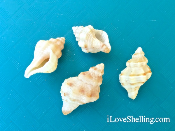 What Makes The Different Holes In Seashells? | I Love Shelling