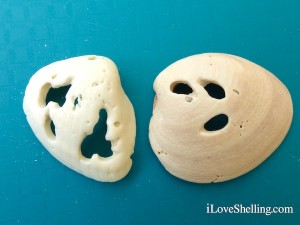 What Makes The Different Holes In Seashells? | I Love Shelling