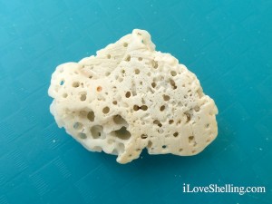 What Makes The Different Holes In Seashells? | I Love Shelling