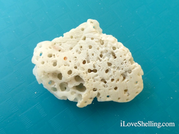 What Makes The Different Holes In Seashells? | I Love Shelling