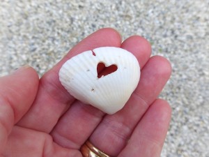 What Makes The Different Holes In Seashells? | I Love Shelling