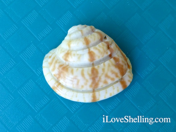 Bits and Pieces Of Unusual Shells | I Love Shelling
